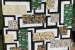 BQ Nation – Maple Island Quilts